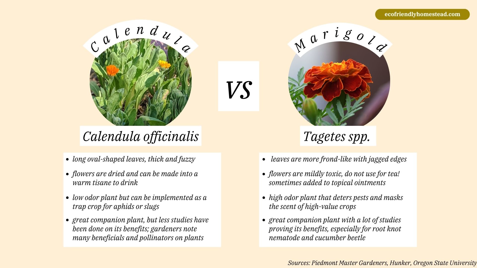 The Power of Calendula: This Beneficial Plant Will Transform Your Organic Garden